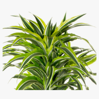 Hala Plants | UAE's Biggest Online Retailer of Indoor & Outdoor Plants