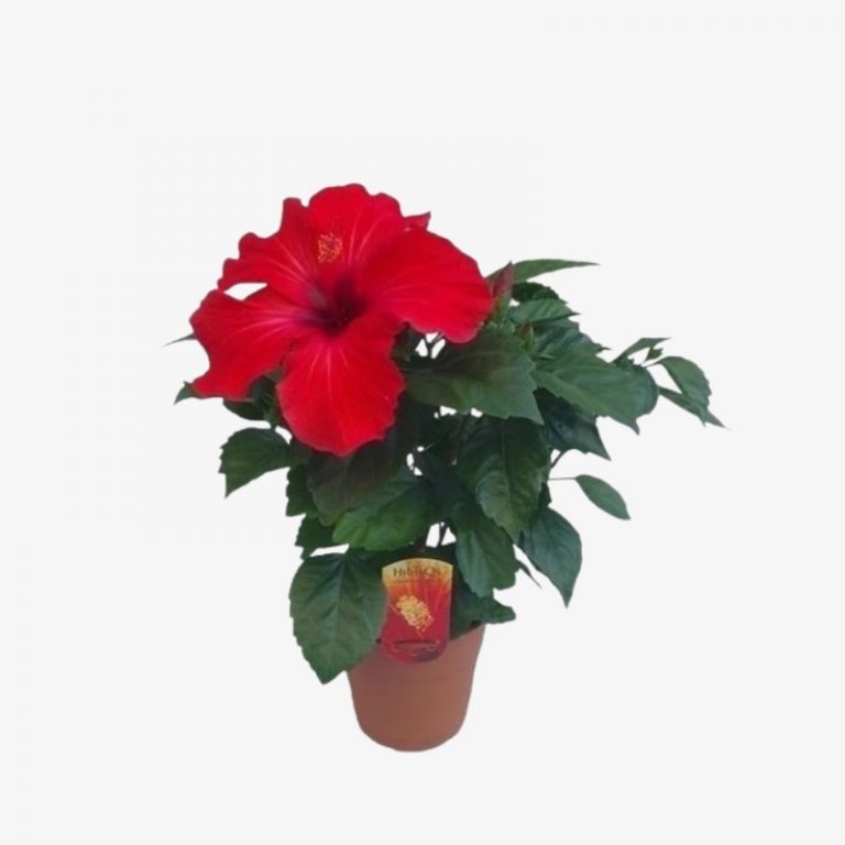 Hibiscus Rosa Sinensis | Hala Plants UAE's Biggest Plants Retailer