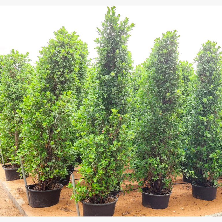 Ficus Panda | Outdoor plant | House plant | Halaplants.ae