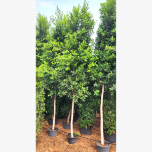 Ficus Nitida Tree | Outdoor plant | Tree | Non Flowering | Halaplants.ae