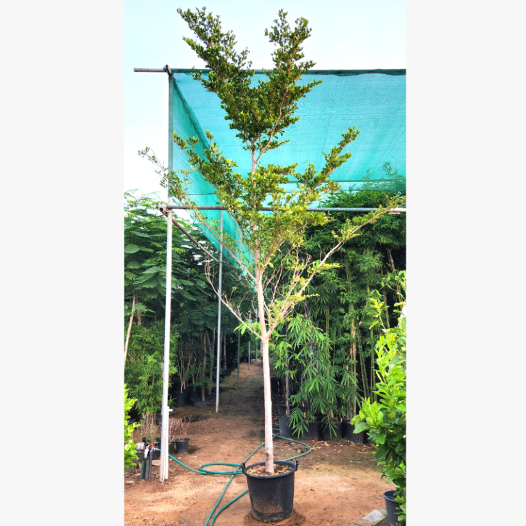 Bucida Buceras | Black Olive | Tall Tree Plant | Halaplants.ae