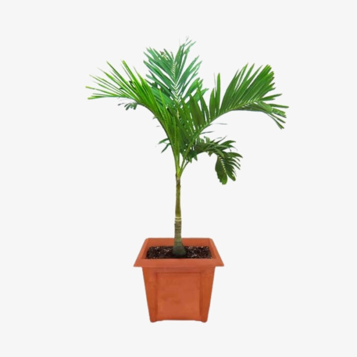 Veitchia Merrillii | Manila Palm | Hala Plants UAE's Biggest Plants ...