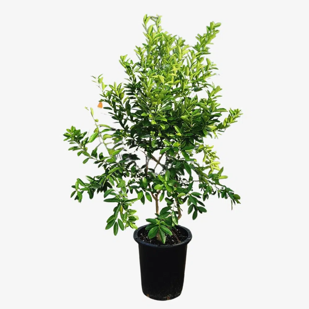 Buy Citrus Lemon | Bin Zaheer Lemon Tree Online UAE