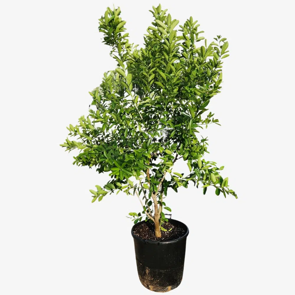 Buy Citrus Lemon | Bin Zaheer Lemon Tree Online UAE