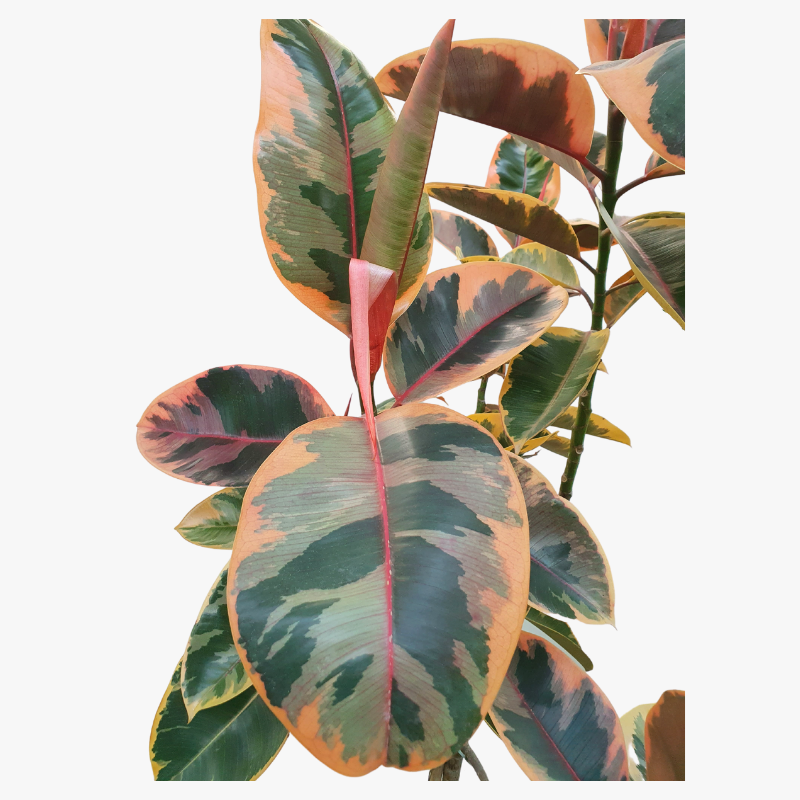Rubber Plant Variegated | Ficus Elastica | Outdoor Plant | Halaplants.ae