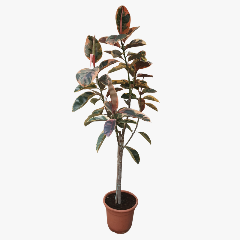 Rubber Plant Variegated | Ficus Elastica | Outdoor Plant | Halaplants.ae