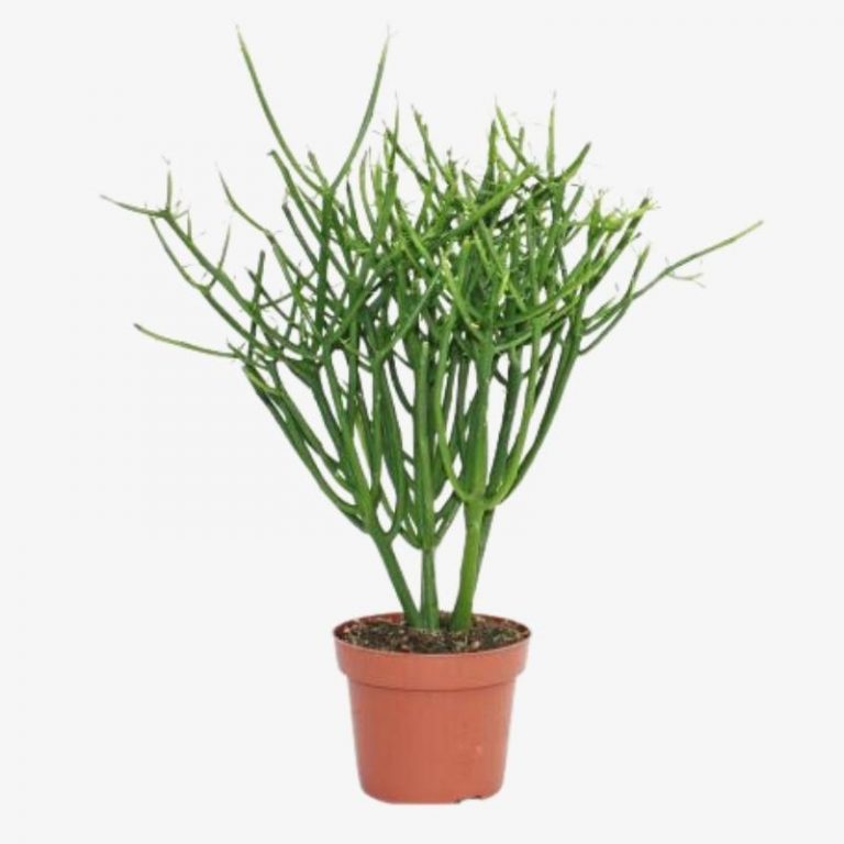 Pencil Cactus | Euphorbia Tirucalli | Cactus Plant | Halaplants.ae
