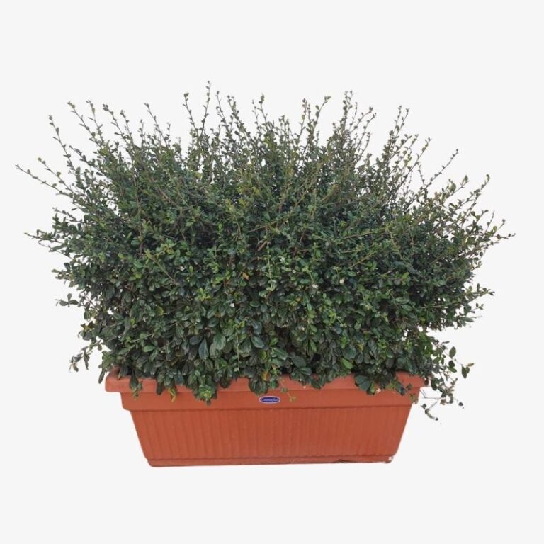 Ehretia Microphylla Wall | Halaplants.ae