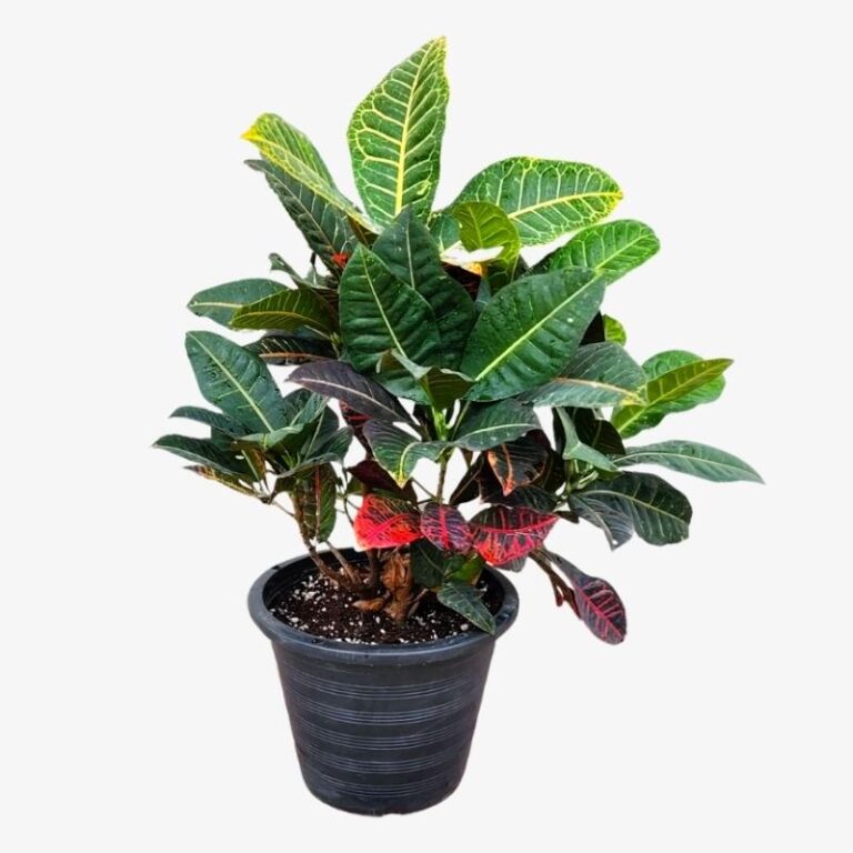 Croton Florida Select | Poisonous Plant | Flowering Plant | Halaplants.ae