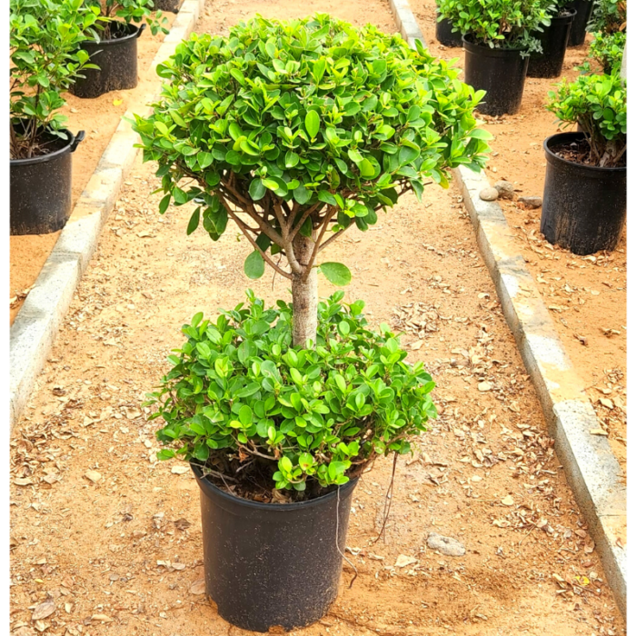Ficus Panda 2 Head | Outdoor Plant | Non Flowering Plant | Halaplants.ae