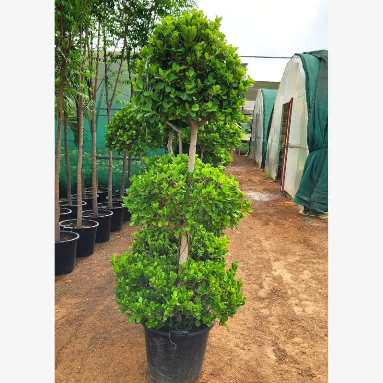 Ficus Panda 3 Head | Outdoor Plant | Non Flowering Plant | Halaplants.ae
