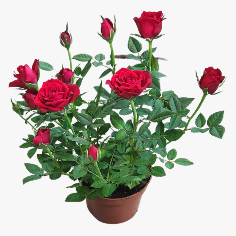 Rose Flower | Indoor Roses | Halaplants.ae