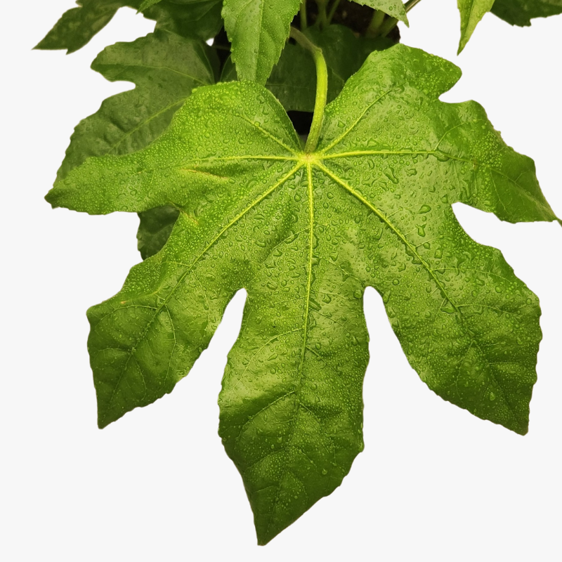 Fastia Japonica | Japanese Aralia | Indoor Plant | Halaplants.ae